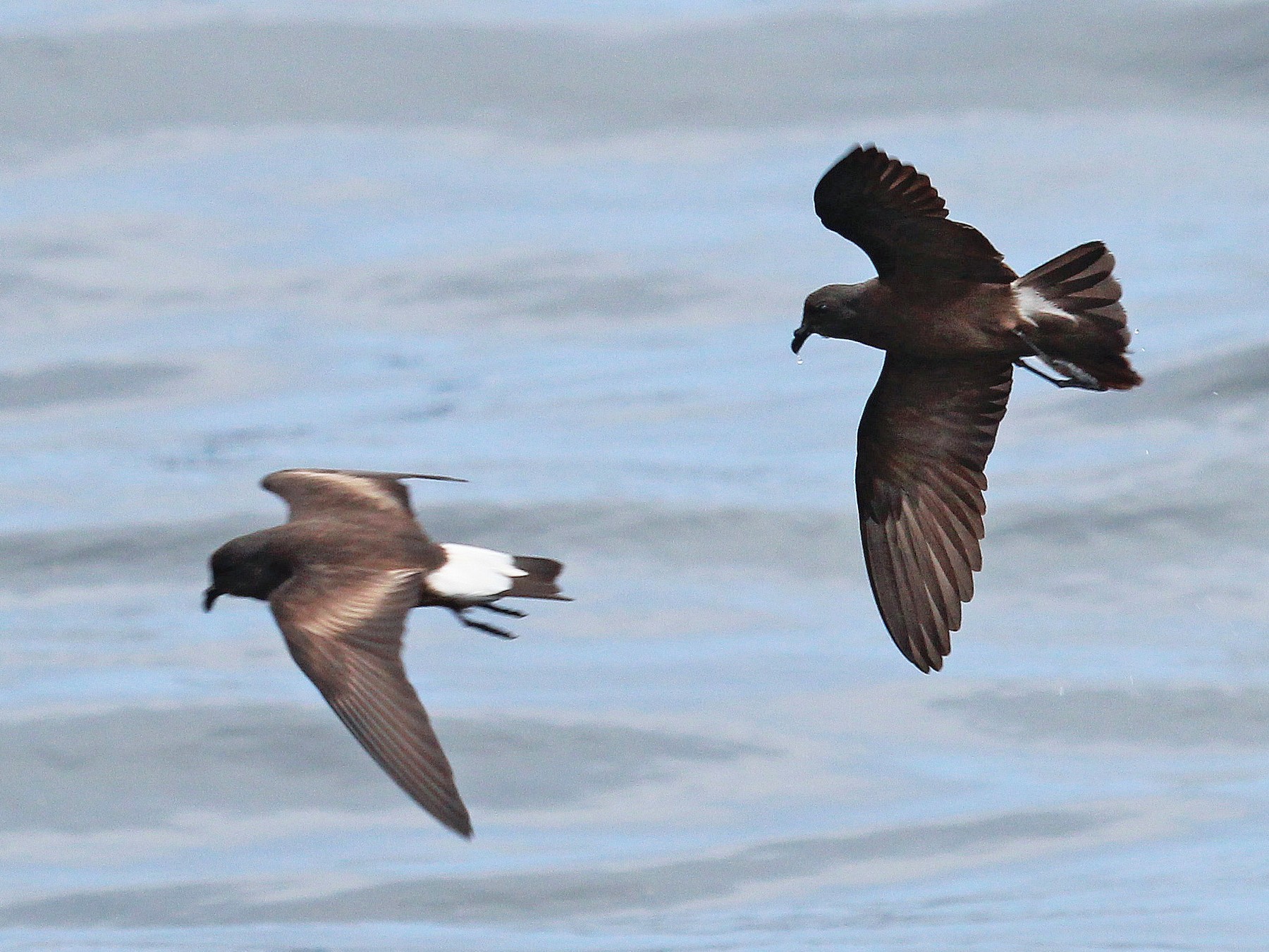 Wedge-rumped Storm-Petrel - eBird
