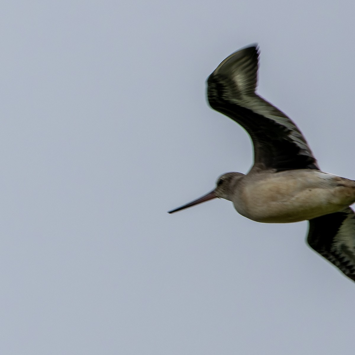 eBird Checklist - 1 Oct 2022 - John Heinz NWR--impoundment (Philadelphia Co.) - 44 species