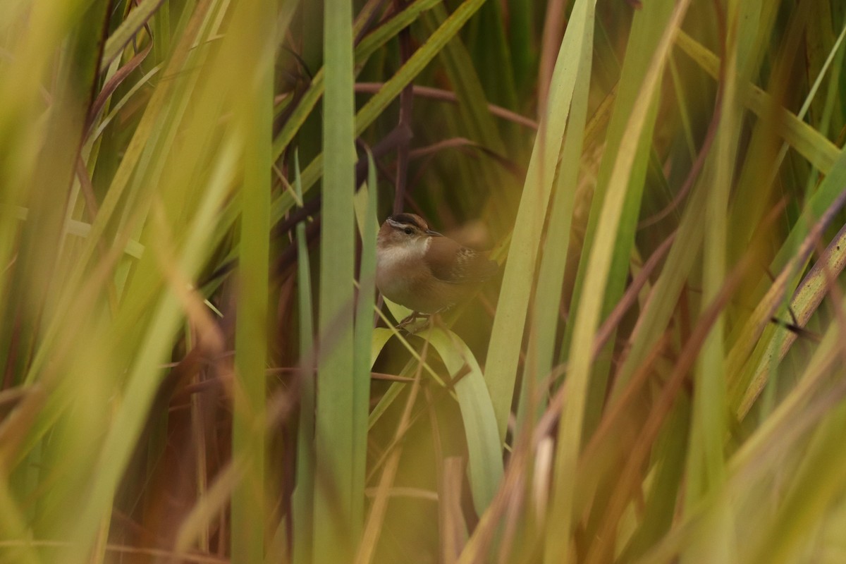 eBird Checklist - 1 Oct 2022 - Presque Isle SP--Sidewalk Trail - 33 species