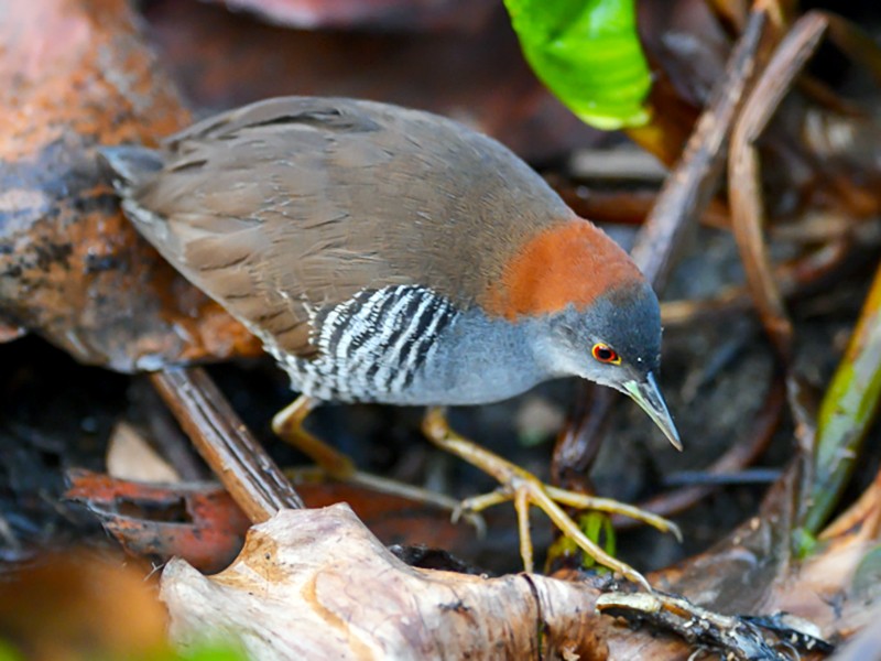 Gray-breasted Crake - eBird