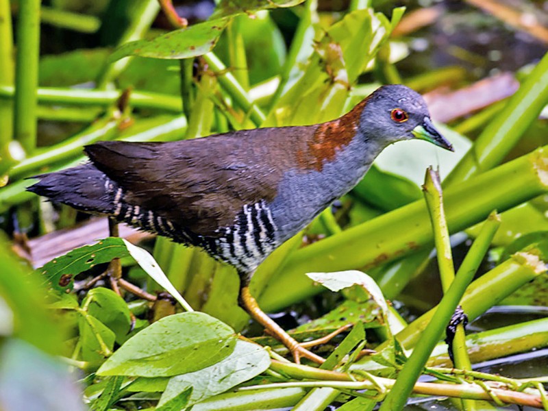 Gray-breasted Crake - eBird