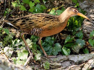 Aztec Rail - eBird
