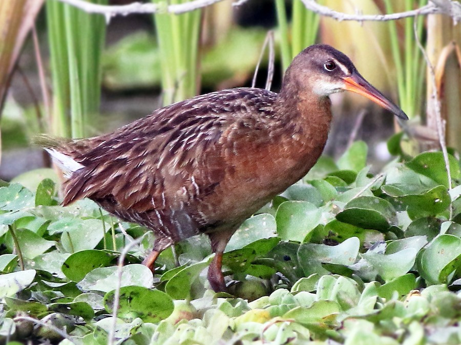 Rascón Azteca - eBird