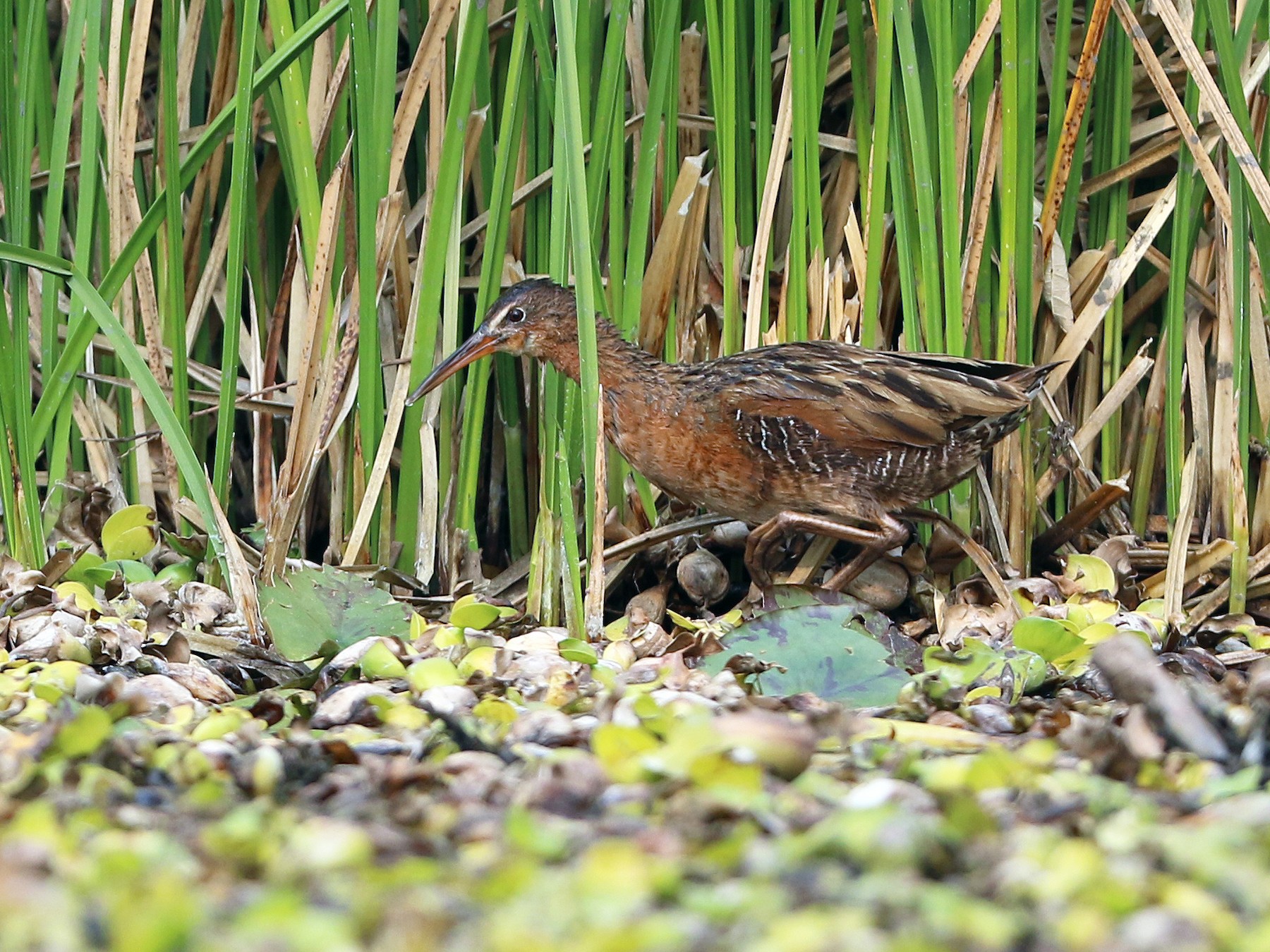 Rascón Azteca - eBird