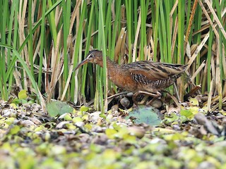 Aztec Rail - eBird