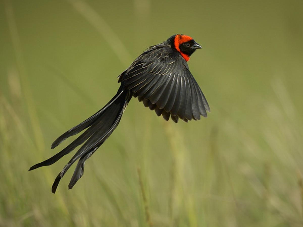 Red-cowled Widowbird - Euplectes laticauda - Birds of the World