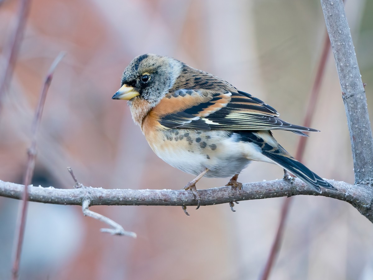 Brambling - Fringilla montifringilla - Birds of the World