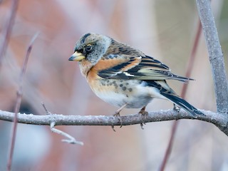 Brambling - Fringilla montifringilla - Birds of the World