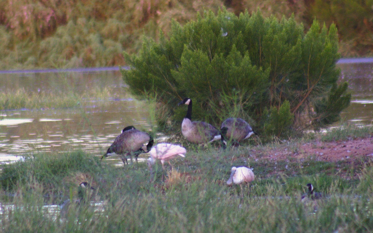 eBird Checklist - 29 Sep 2022 - Riparian Preserve at Gilbert Water ...
