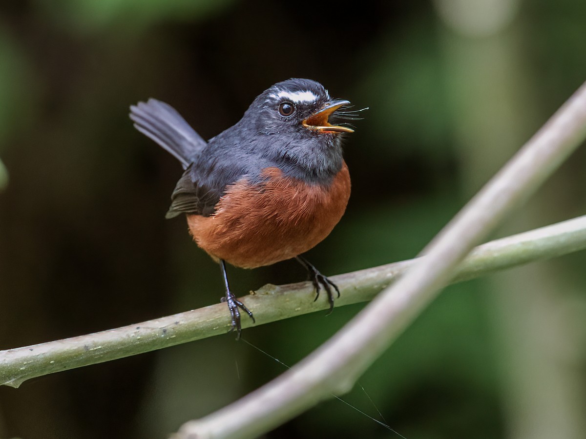 Chestnut-bellied Chat-Tyrant - Ochthoeca cinnamomeiventris - Birds of ...