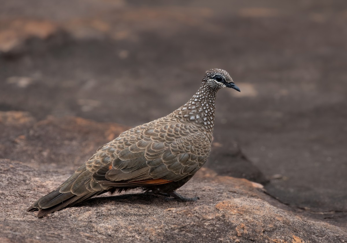 eBird Checklist - 2 Oct 2022 - Kakadu National Park--Ubirr - 9 species