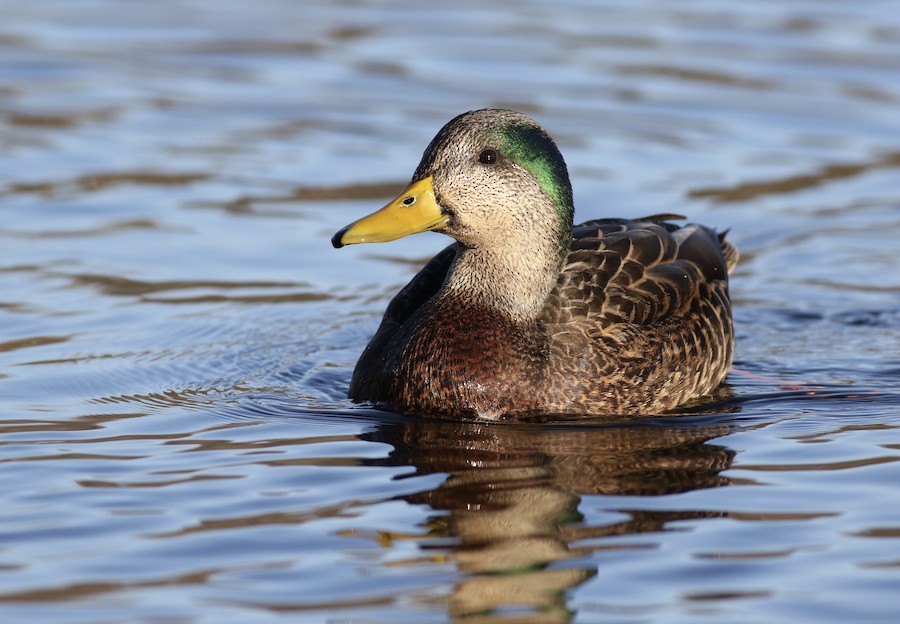 Mallard x American Black Duck (hybrid) - eBird