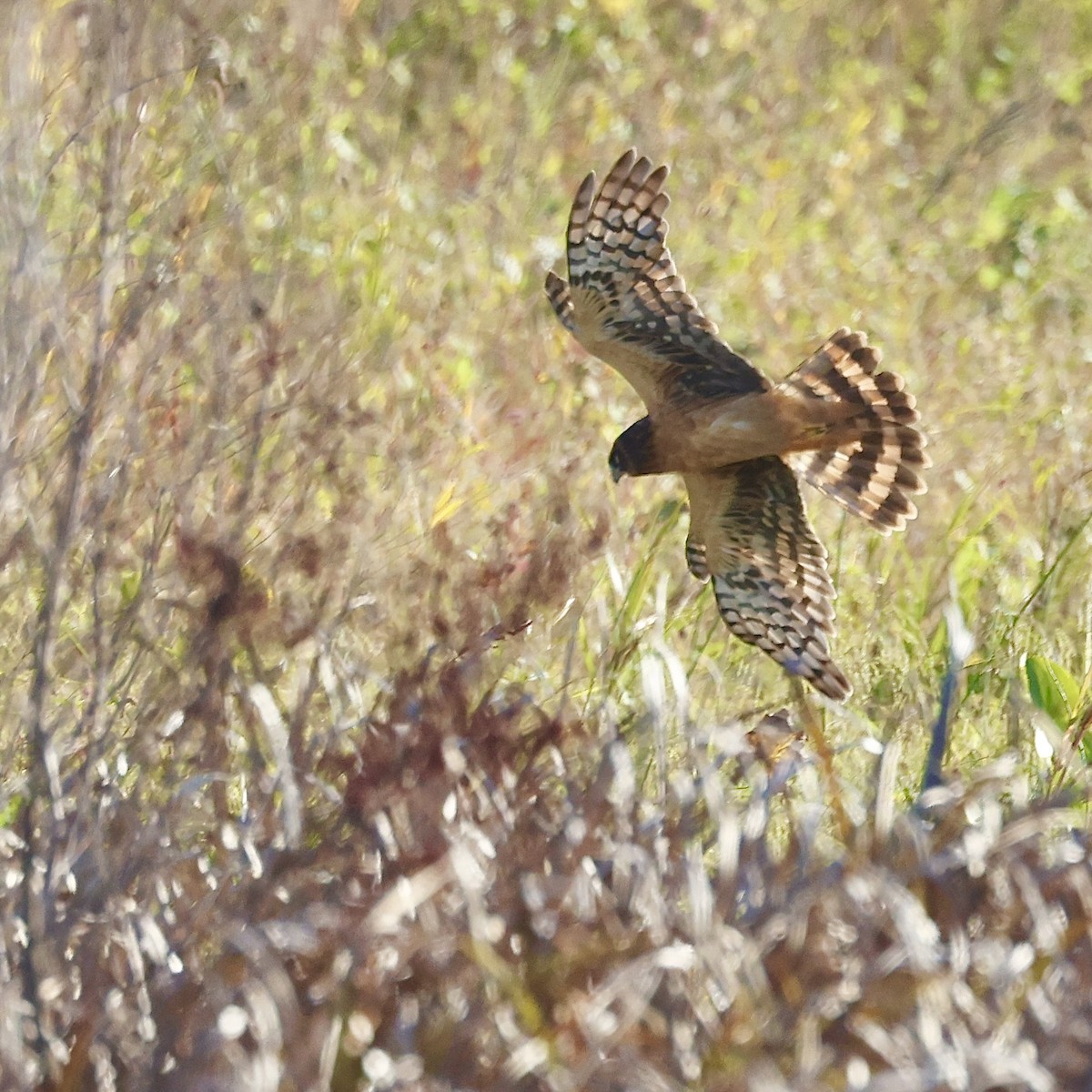 eBird Checklist - 1 Oct 2022 - Ellis Island--Riverlands Migratory Bird ...