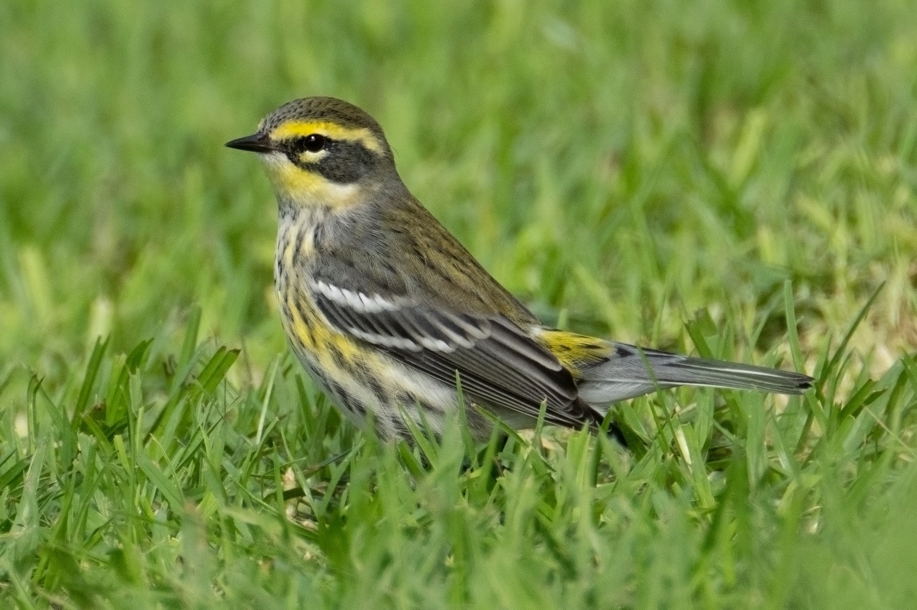 Yellow-rumped x Townsend's Warbler (hybrid) - eBird
