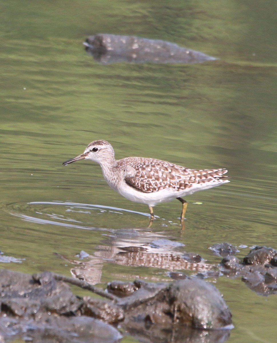 ebird-checklist-2-oct-2022-bhandup-pumping-station-bps-56
