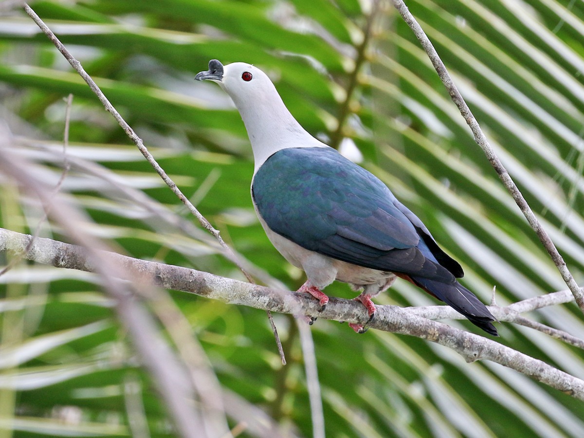 Spice Imperial-Pigeon - Ducula myristicivora - Birds of the World