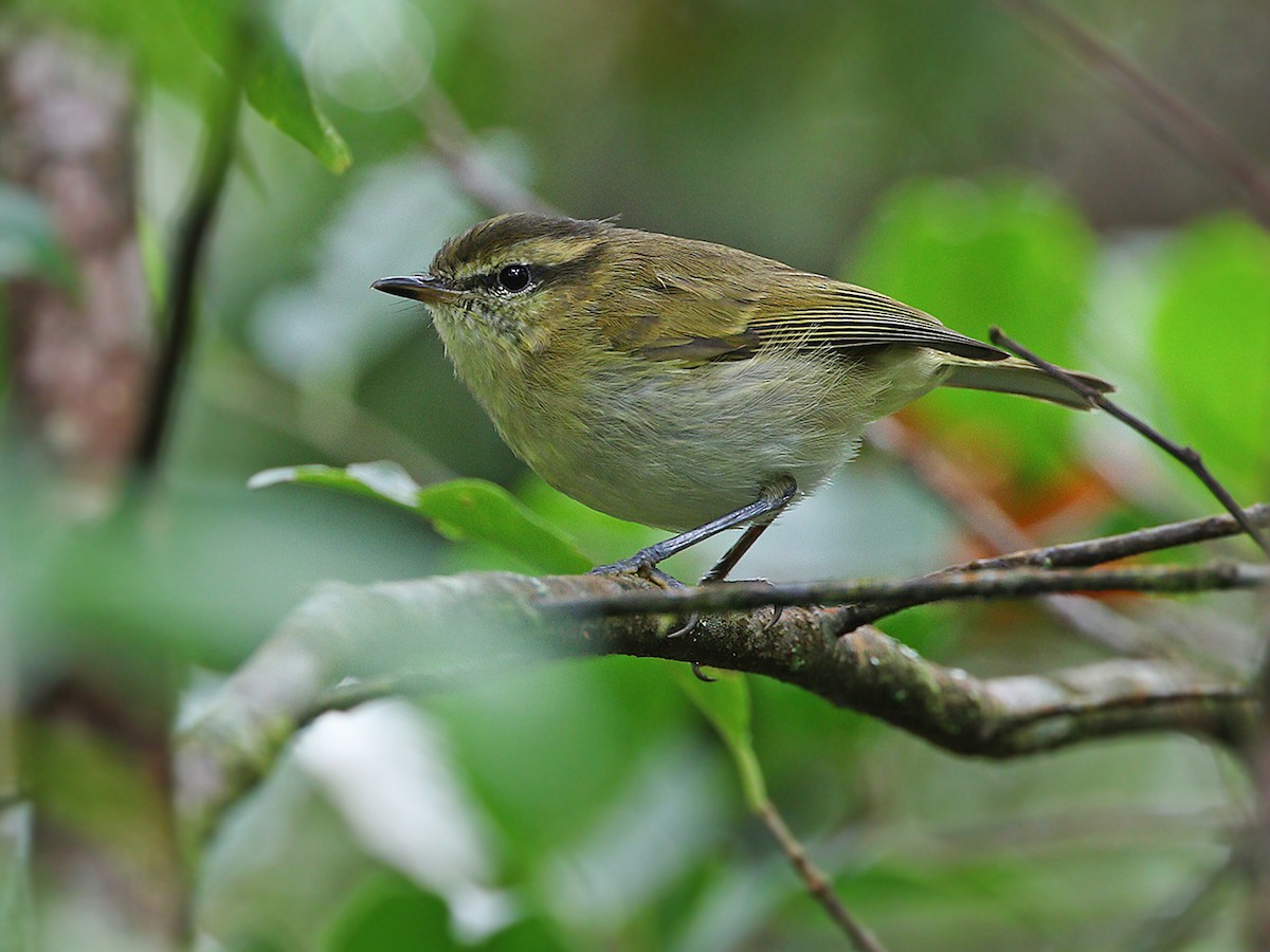 Lompobattang Leaf Warbler - Phylloscopus sarasinorum - Birds of the World