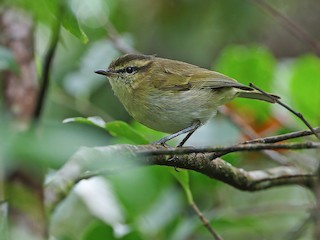 Lompobattang Leaf Warbler - Phylloscopus sarasinorum - Birds of the World