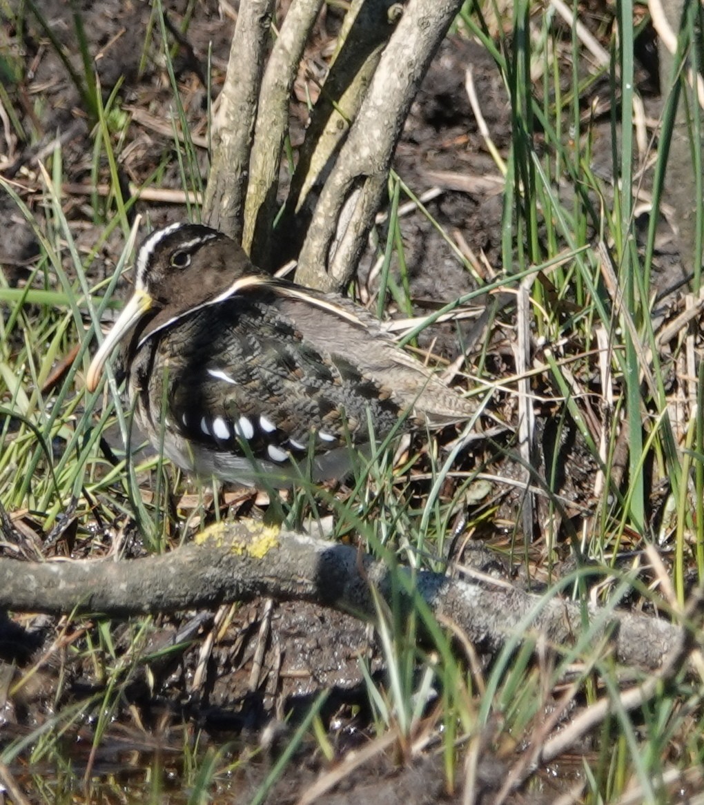 eBird Checklist - 28 Sep 2022 - Ea. El Palenque - 48 species (+2 other taxa)