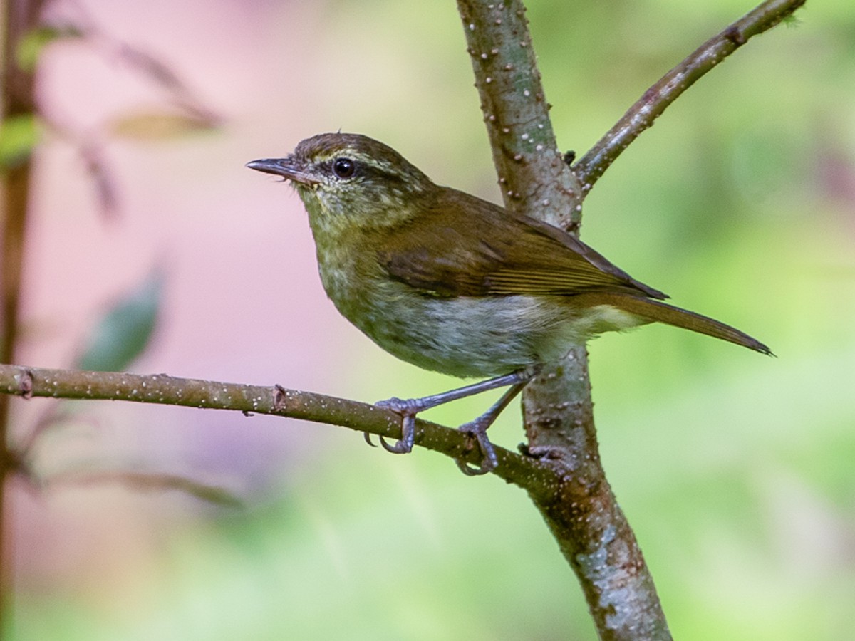 Sulawesi Leaf Warbler - Phylloscopus nesophilus - Birds of the World