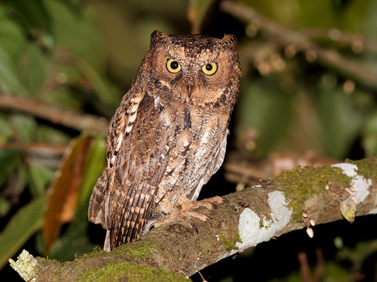 Sulawesi Scops-Owl - Otus manadensis - Birds of the World