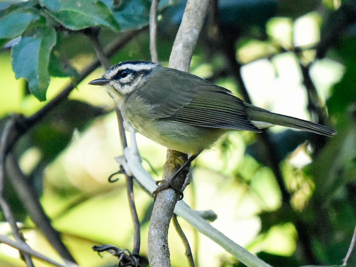 Yungas Warbler - Basileuterus punctipectus - Birds of the World
