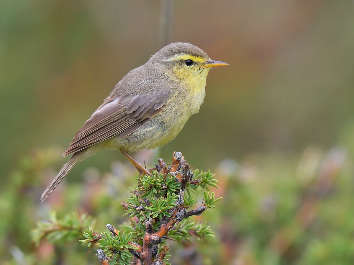 Tickell's Leaf Warbler - Phylloscopus affinis - Birds of the World