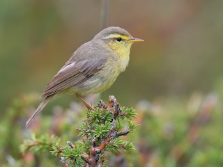 Tickell's Leaf Warbler - Phylloscopus affinis - Birds of the World