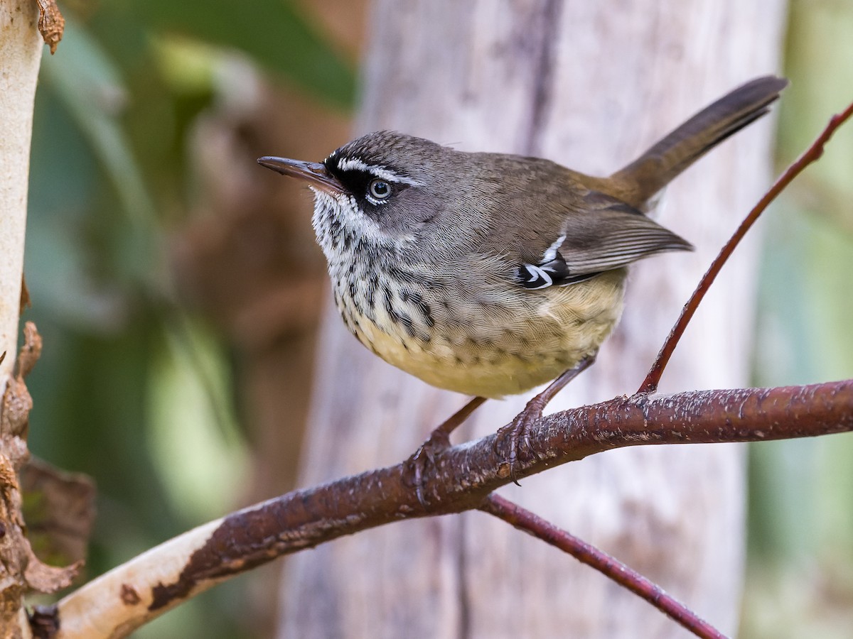 Spotted Scrubwren - Sericornis maculatus - Birds of the World