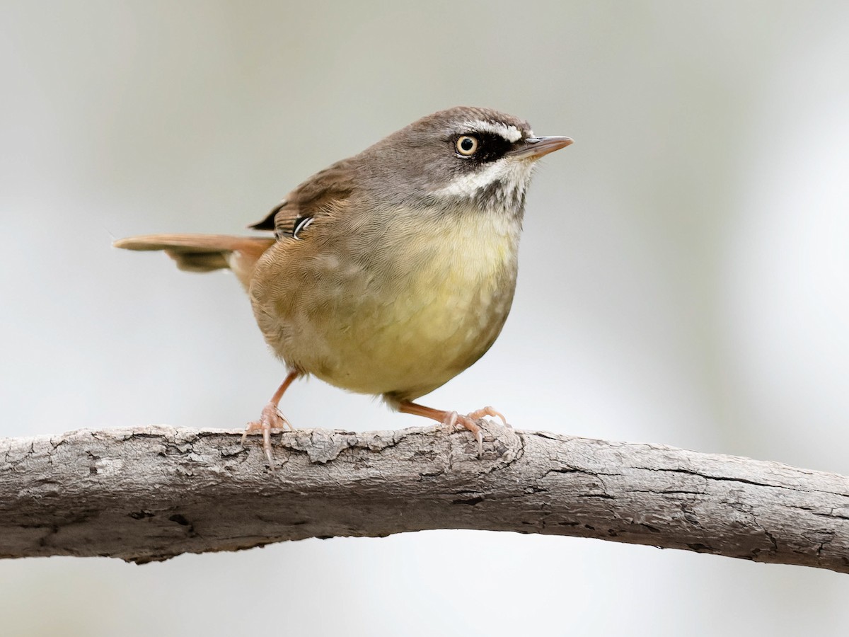 White-browed Scrubwren - Sericornis frontalis - Birds of the World
