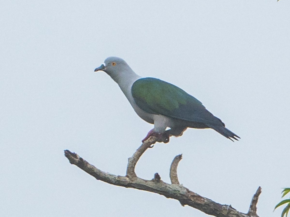 Geelvink Imperial-Pigeon - Ducula geelvinkiana - Birds of the World