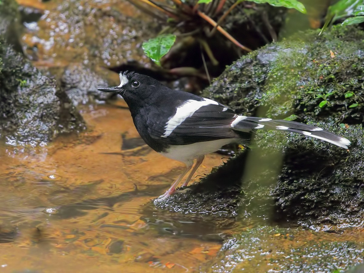 Bornean Forktail - Enicurus borneensis - Birds of the World