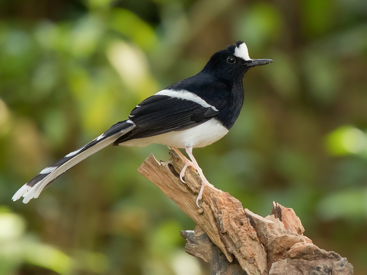 White-crowned Forktail - Enicurus leschenaulti - Birds of the World