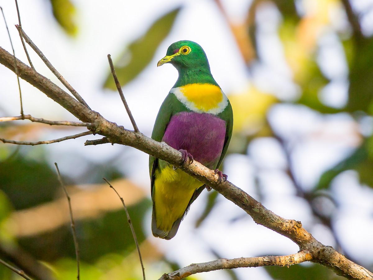 Geelvink Fruit-Dove - Ptilinopus speciosus - Birds of the World