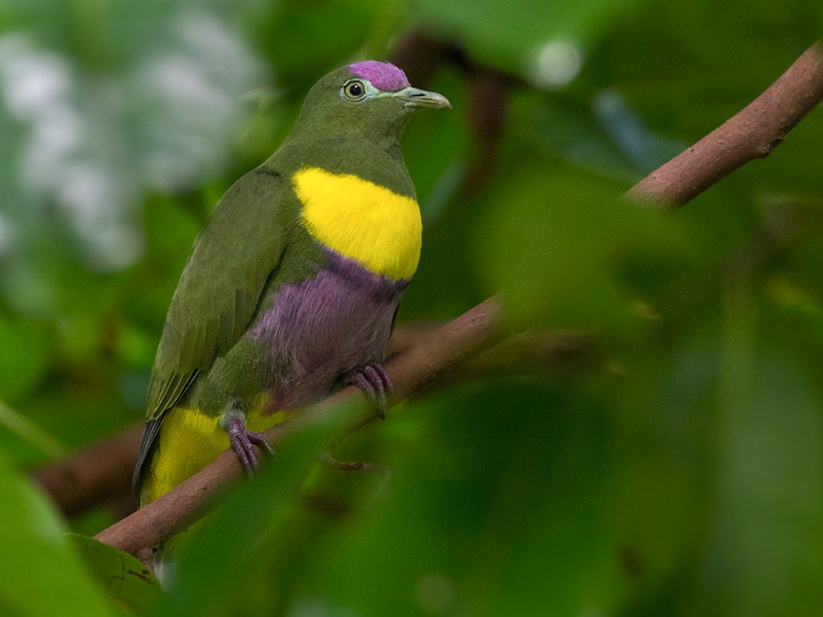 Yellow-bibbed Fruit-Dove - Ptilinopus solomonensis - Birds of the World