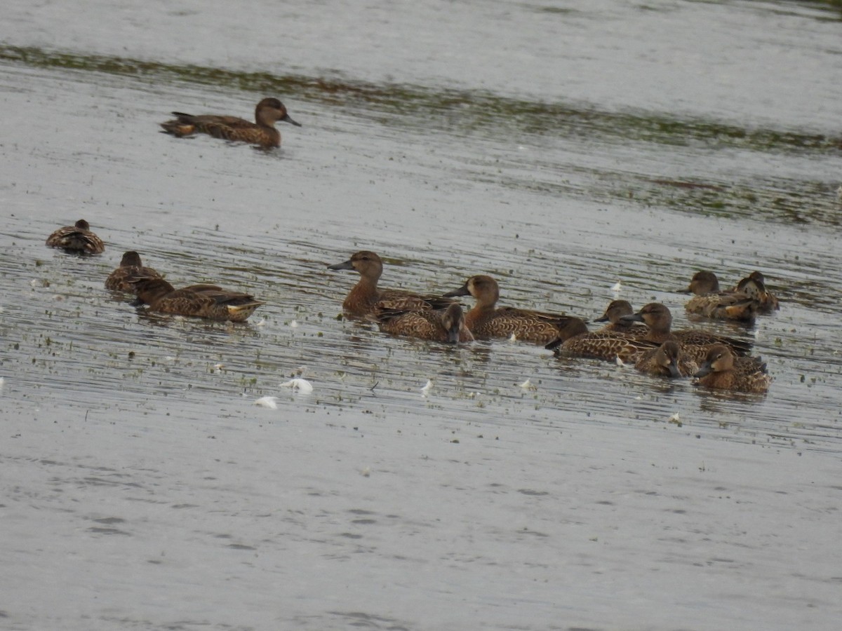 eBird Checklist - 2 Oct 2022 - Wallkill River NWR--Liberty Marsh ...