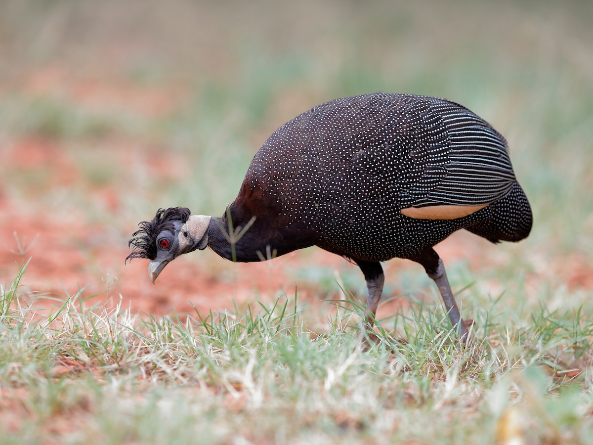 Southern Crested Guineafowl - Guttera edouardi - Birds of the World