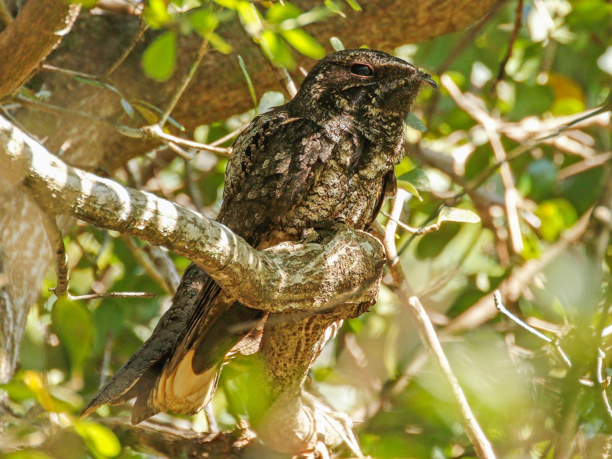 Cuban Nightjar - Antrostomus cubanensis - Birds of the World