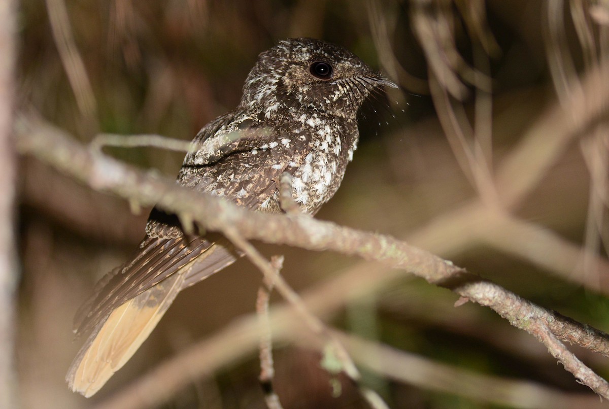 Hispaniolan Nightjar - Antrostomus ekmani - Birds of the World