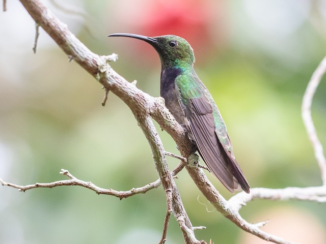 Green Mango Hummingbird