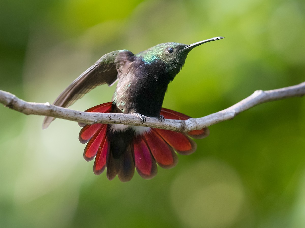 Hispaniolan Mango - Anthracothorax dominicus - Birds of the World