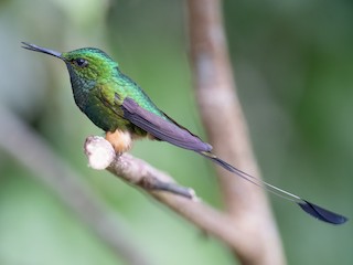 Peruvian Racket-tail - Ocreatus peruanus - Birds of the World