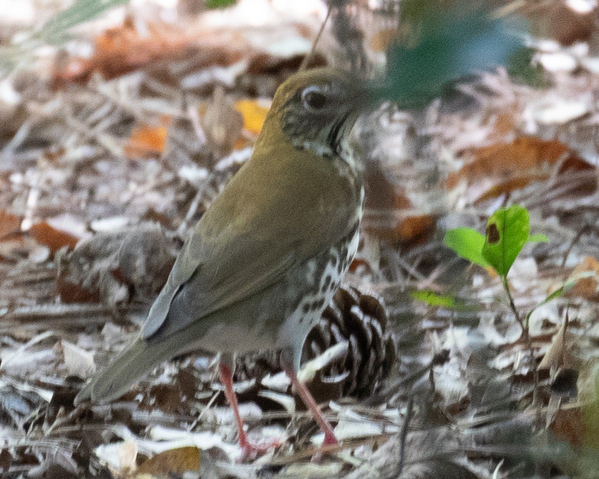 eBird Checklist - 2 Oct 2022 - Edith L. Moore Nature Sanctuary (UTC 094 ...