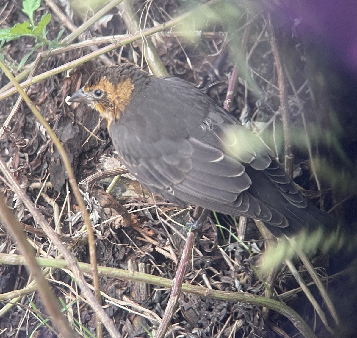 eBird Checklist - 2 Oct 2022 - Heckscher SP, East Islip - 25 species (+2 other taxa)