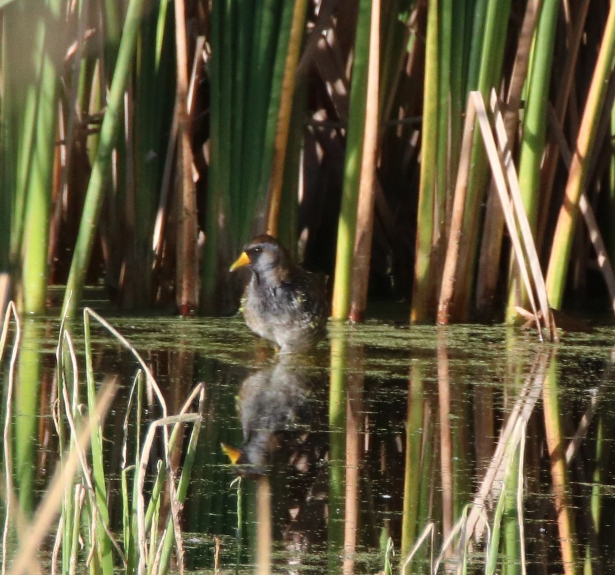 eBird Checklist - 2 Oct 2022 - Sierra Vista EOP - 42 species