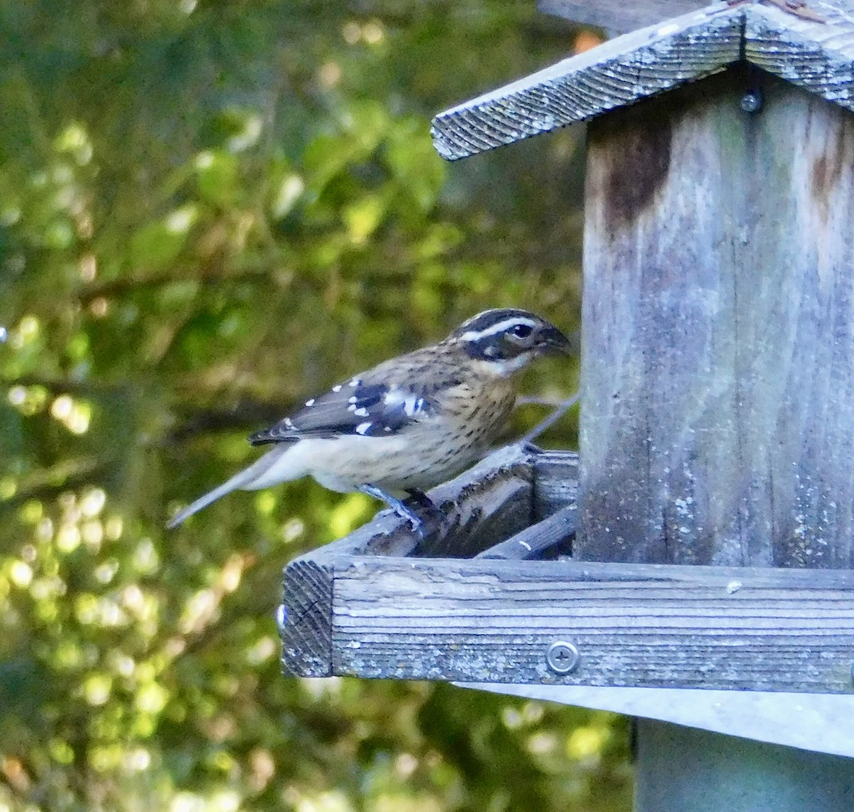 eBird Checklist - 2 Oct 2022 - East Fowler Rd - 1 species