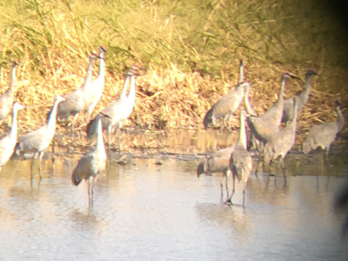 eBird Checklist - 2 Oct 2022 - Johnson Slough - 18 species (+1 other taxa)