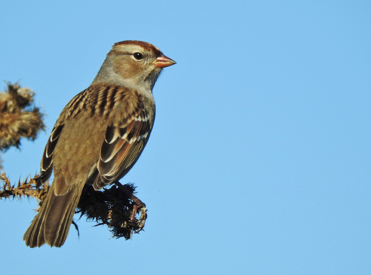 eBird Checklist - 2 Oct 2022 - Toronto--Downsview Park - 38 species