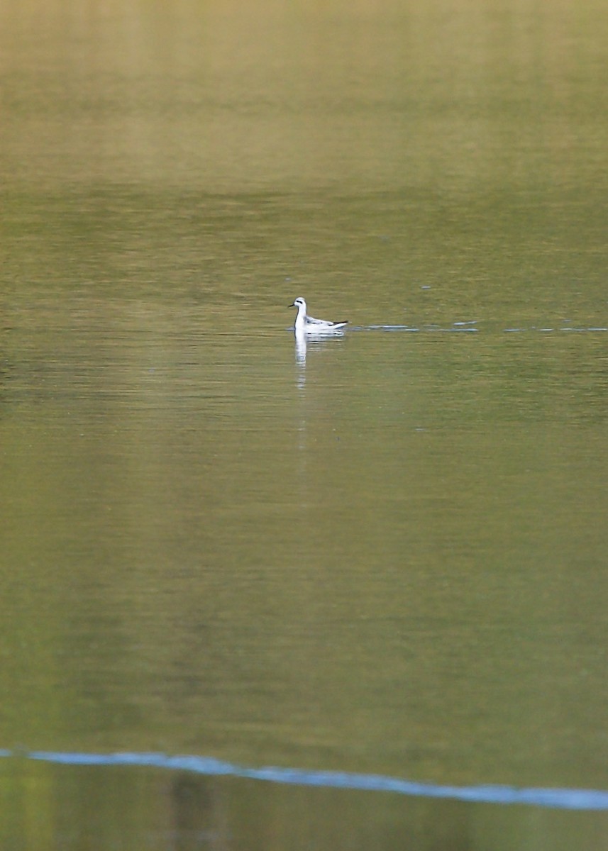 eBird Checklist - 2 Oct 2022 - Walborn Reservoir--Eagle Nest ...