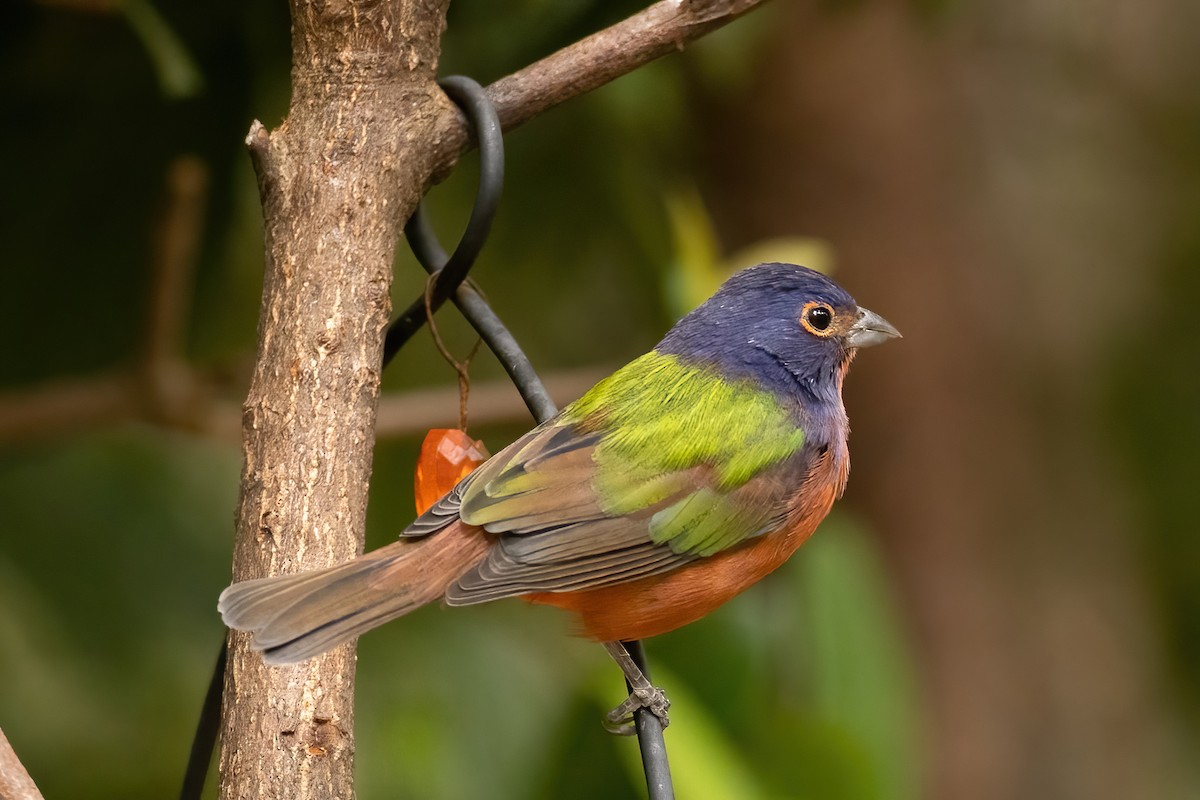 eBird Checklist - 2 Oct 2022 - Dream Maker Circle yard - 3 species